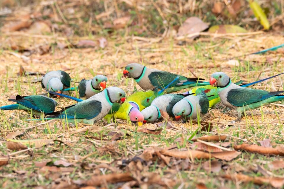 Parakeet Lifespan: How Long Do Parakeets Live on Average?