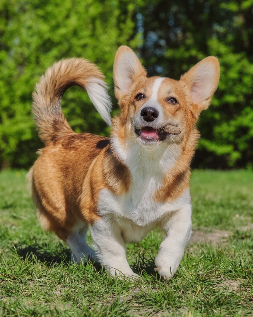 Do Corgis Have Tails? Why Do Some Corgis Have Long Tails?