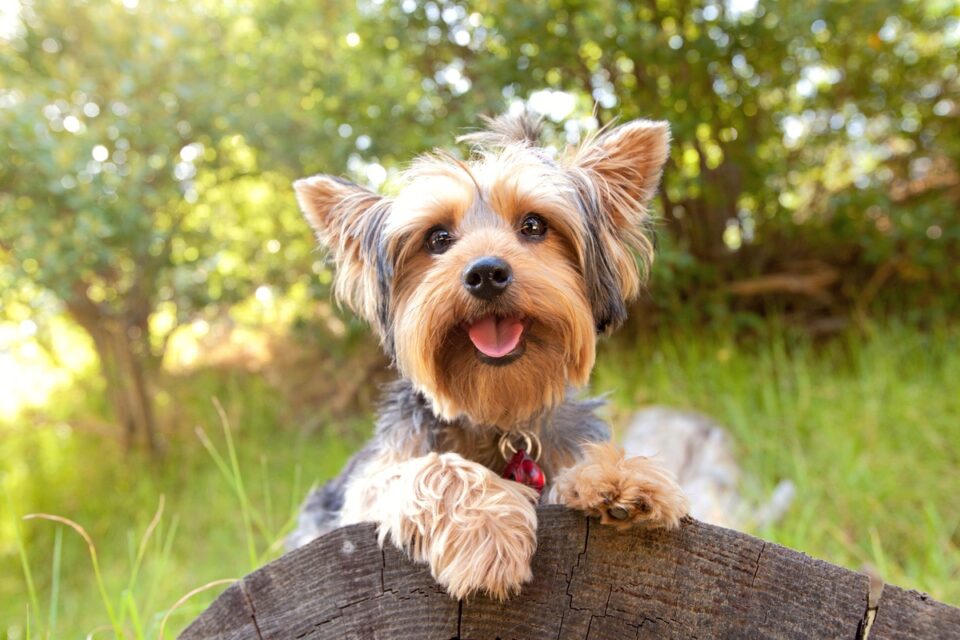 How Long Do Yorkies Live? Average Lifespan & Causes of Death