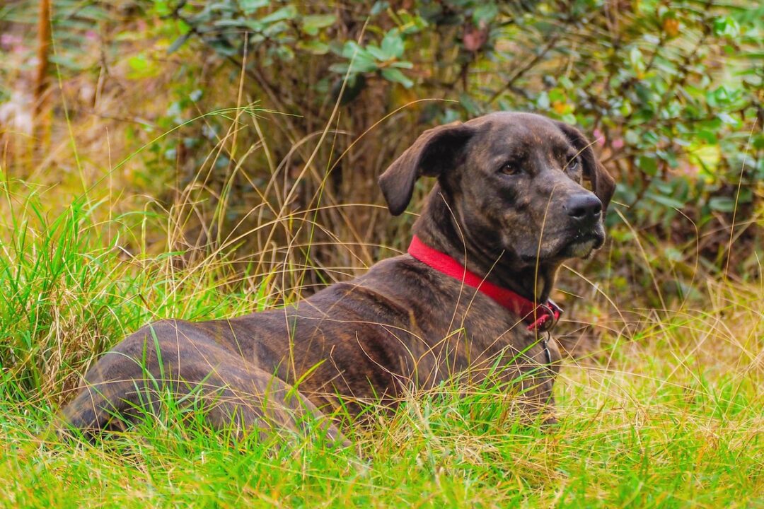 Lab Hound Mix: 8 Common Hound Dog Breeds Mixed With Labs