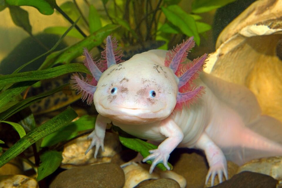 How Much Does an Axolotl Cost? Breakdown of Expenses