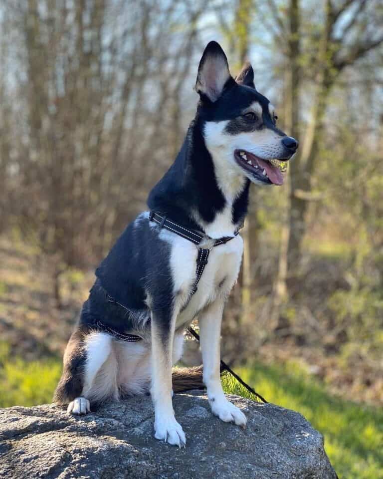 Husky Chihuahua (Chihuahua & Husky Mix) Info, Pictures, Facts, FAQs & More