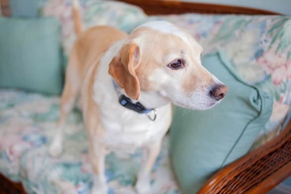 Lab Hound Mix: 8 Common Hound Dog Breeds Mixed With Labs