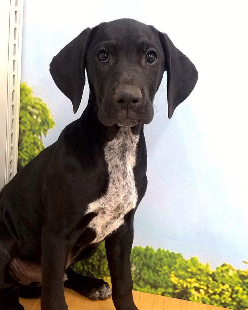 Lab Hound Mix: 8 Common Hound Dog Breeds Mixed With Labs