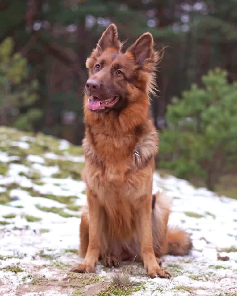 Liver German Shepherd: All You Need to Know About Liver GSDs