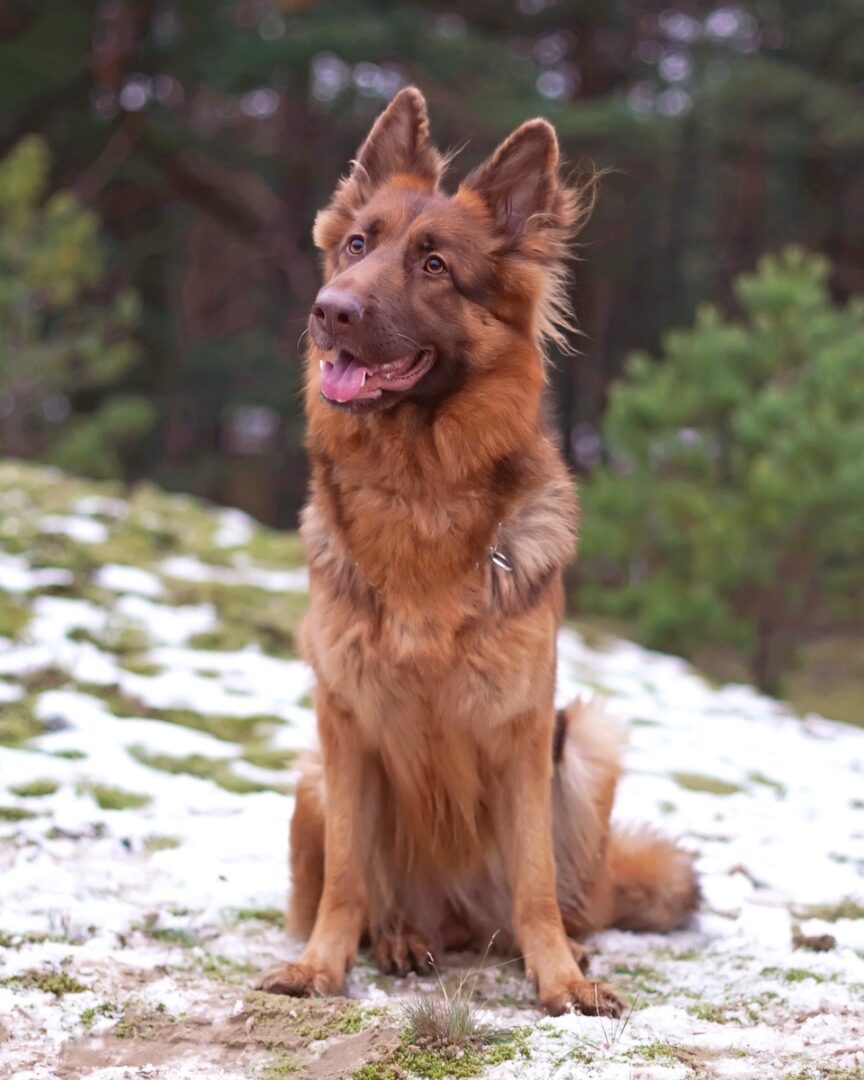 Liver German Shepherd: All You Need to Know About Liver GSDs