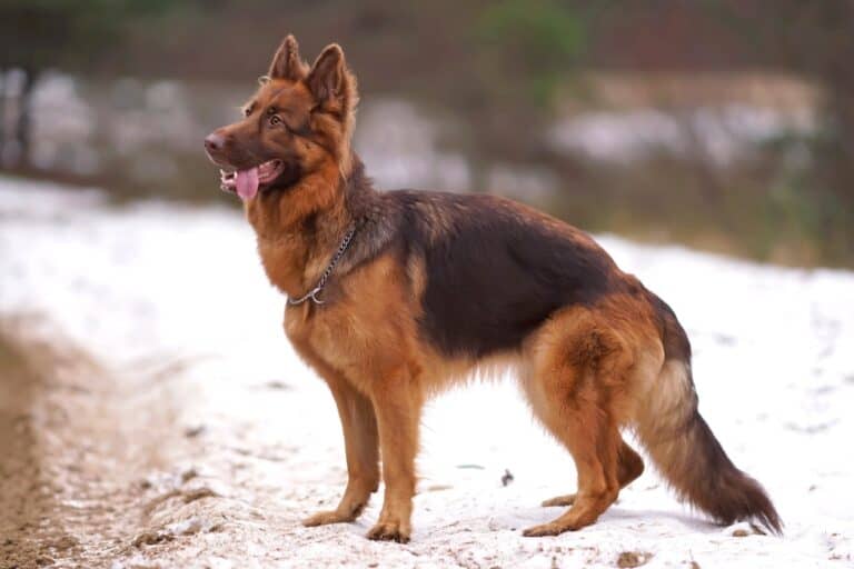 Liver German Shepherd: All You Need to Know About Liver GSDs
