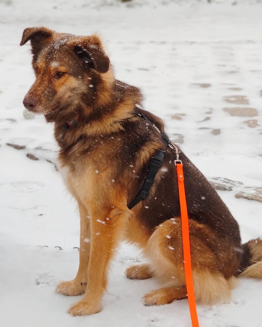 Liver German Shepherd: All You Need to Know About Liver GSDs