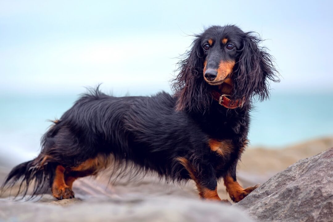 Long Haired Dachshund: The Rapunzel of Sausage Dogs (Info, Pictures, FAQs)