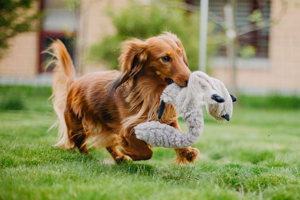 Long Haired Dachshund: The Rapunzel of Sausage Dogs (Info, Pictures, FAQs)