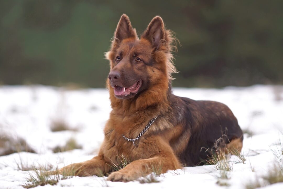 Liver German Shepherd: All You Need to Know About Liver GSDs