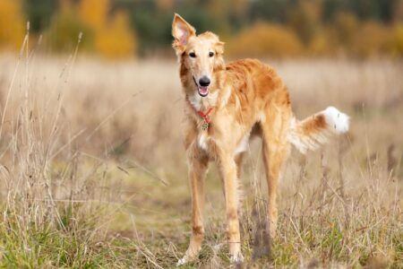 Long Nose Dog: 15 Dog Breeds With Long Snouts (With Pictures)