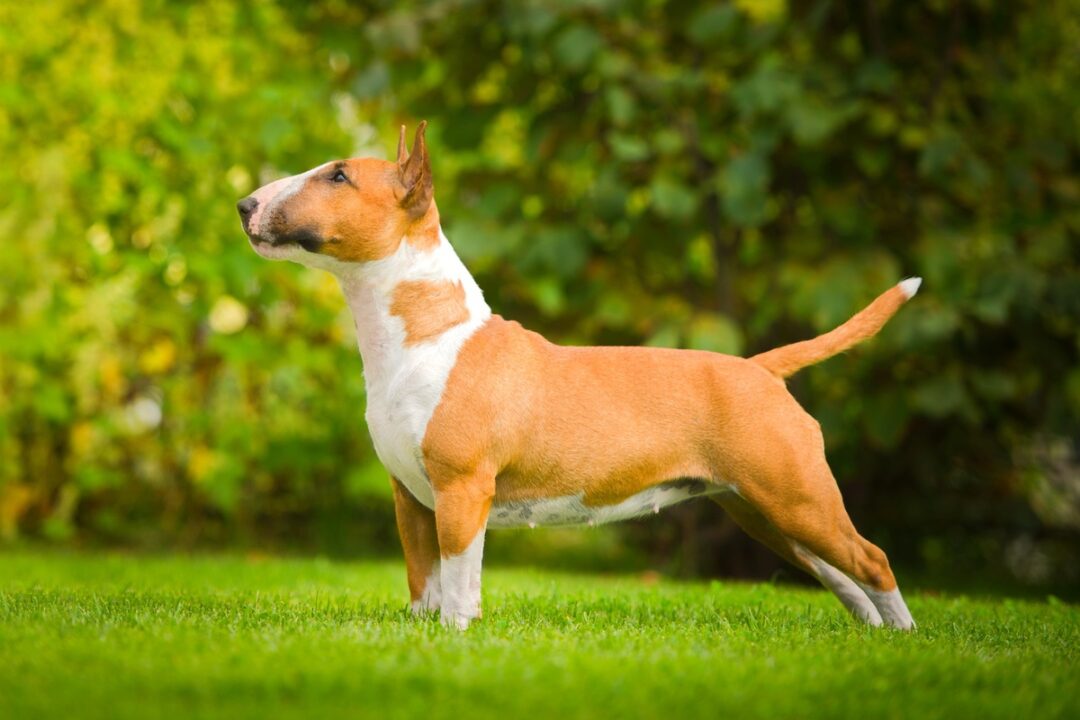 Long Nose Dog: 15 Dog Breeds With Long Snouts (With Pictures)