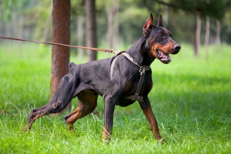 Long Nose Dog: 15 Dog Breeds With Long Snouts (With Pictures)