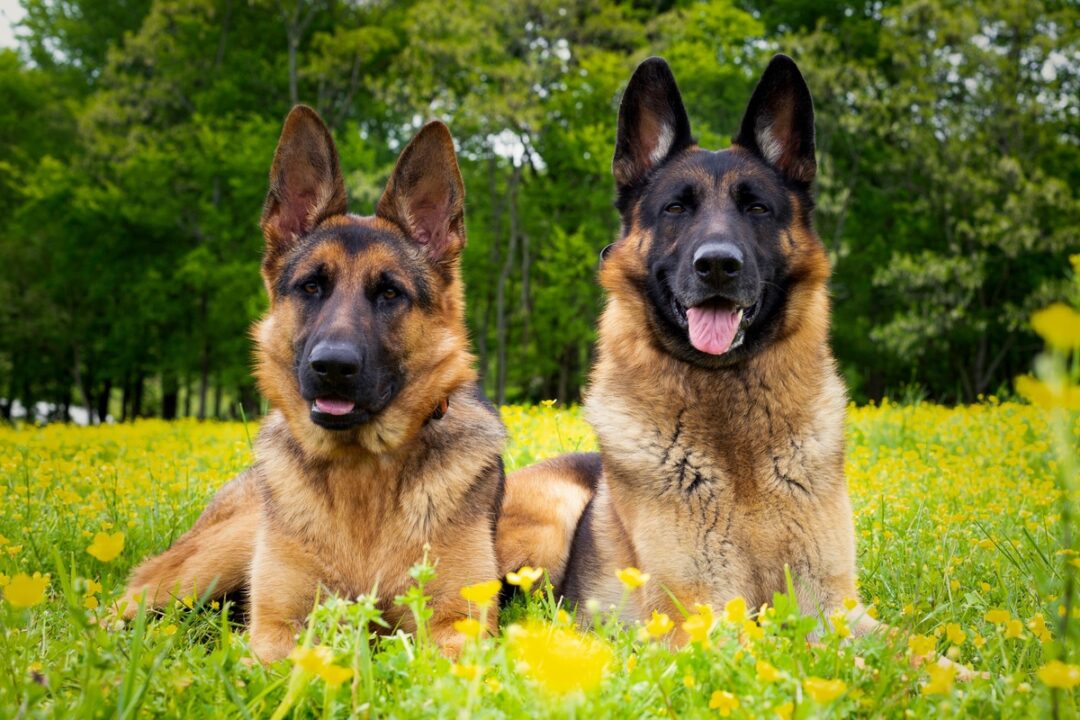 Long Nose Dog: 15 Dog Breeds With Long Snouts (With Pictures)