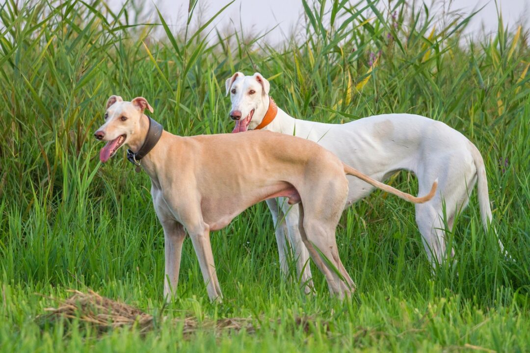 Long Nose Dog: 15 Dog Breeds With Long Snouts (With Pictures)