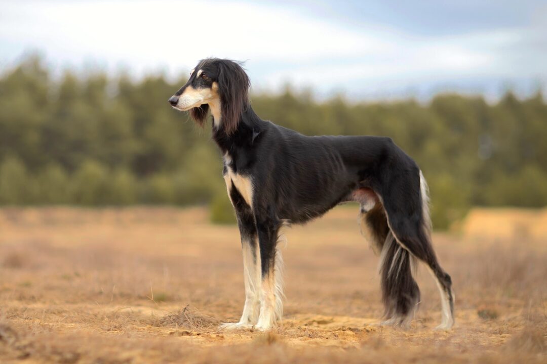 Long Nose Dog: 15 Dog Breeds With Long Snouts (With Pictures)