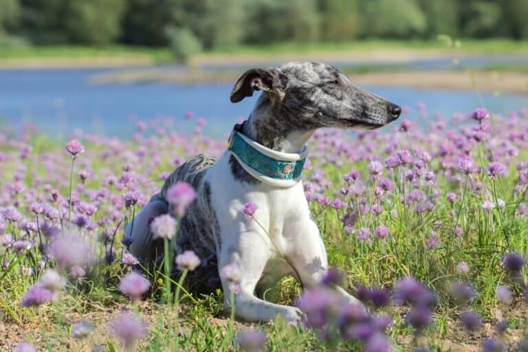 Long Nose Dog: 15 Dog Breeds With Long Snouts (With Pictures)