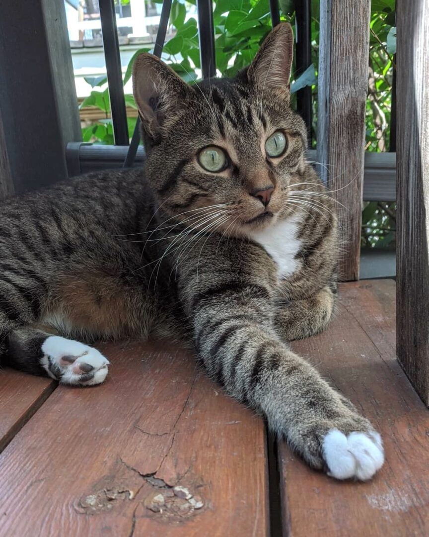 13 Amazing Facts About Grey Tabby Cats (With Pictures & FAQ)