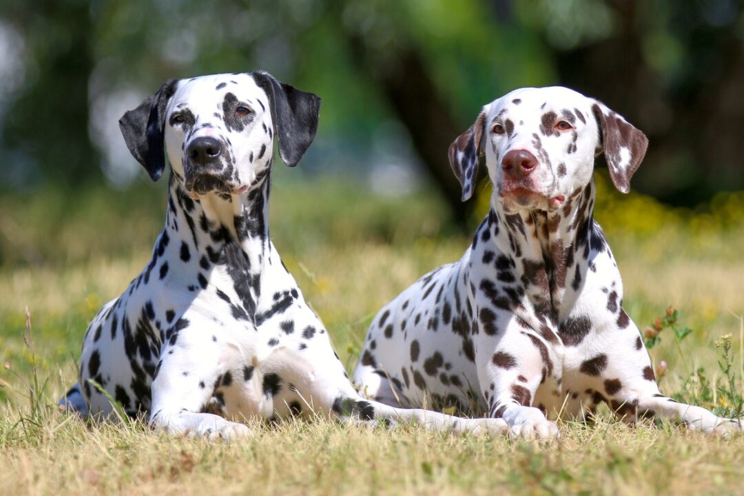 Male vs. Female Dalmatian: Which Is Better?