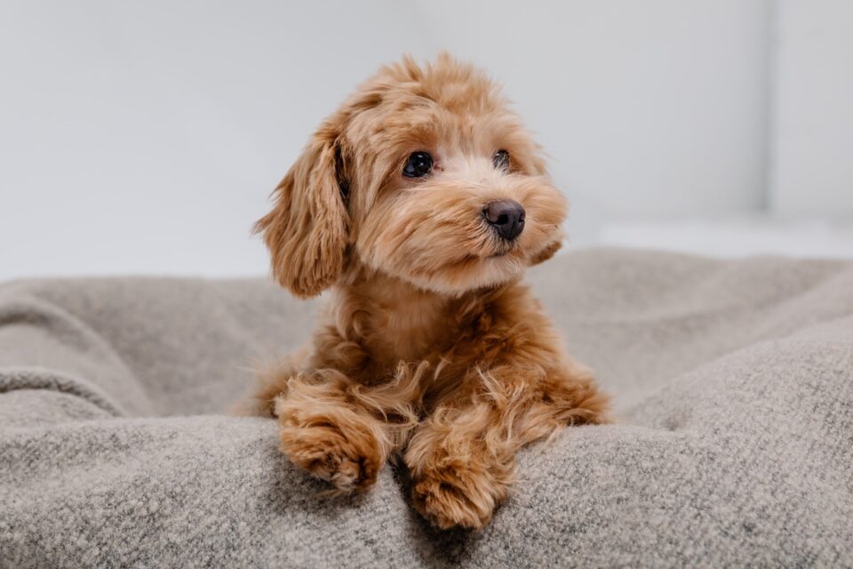 How Much Does a Maltipoo Cost? (2026 Price Guide)