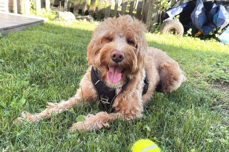 Mini Whoodle (Wheaten Terrier & Miniature Poodle Mix) Info, Facts ...