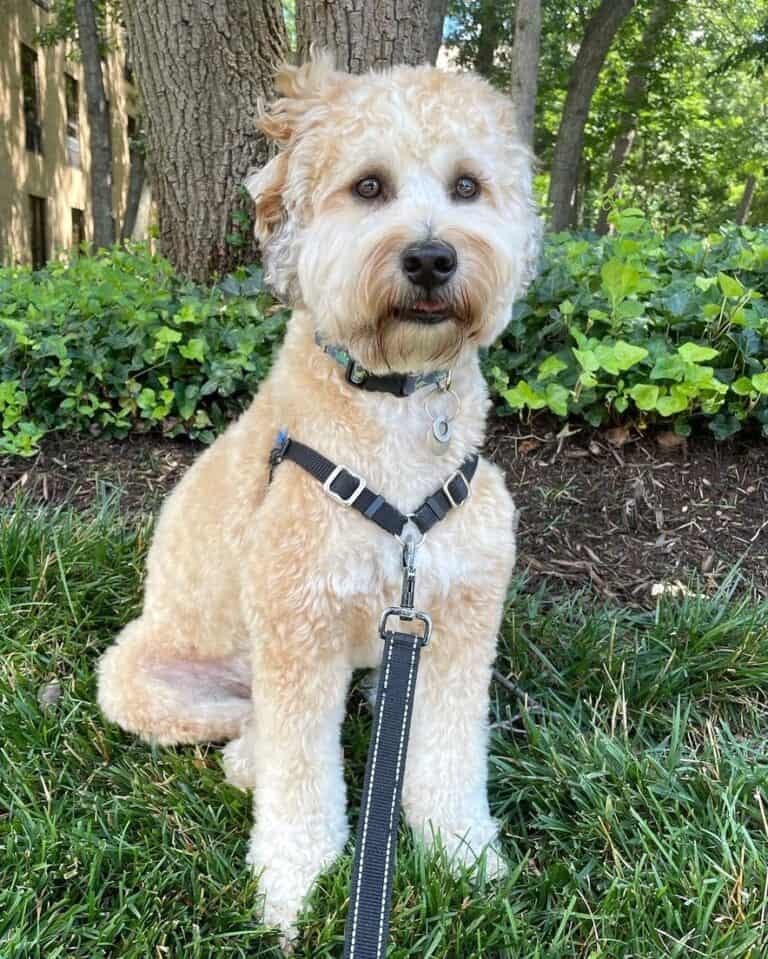 Mini Whoodle (Wheaten Terrier & Miniature Poodle Mix) Info, Facts ...