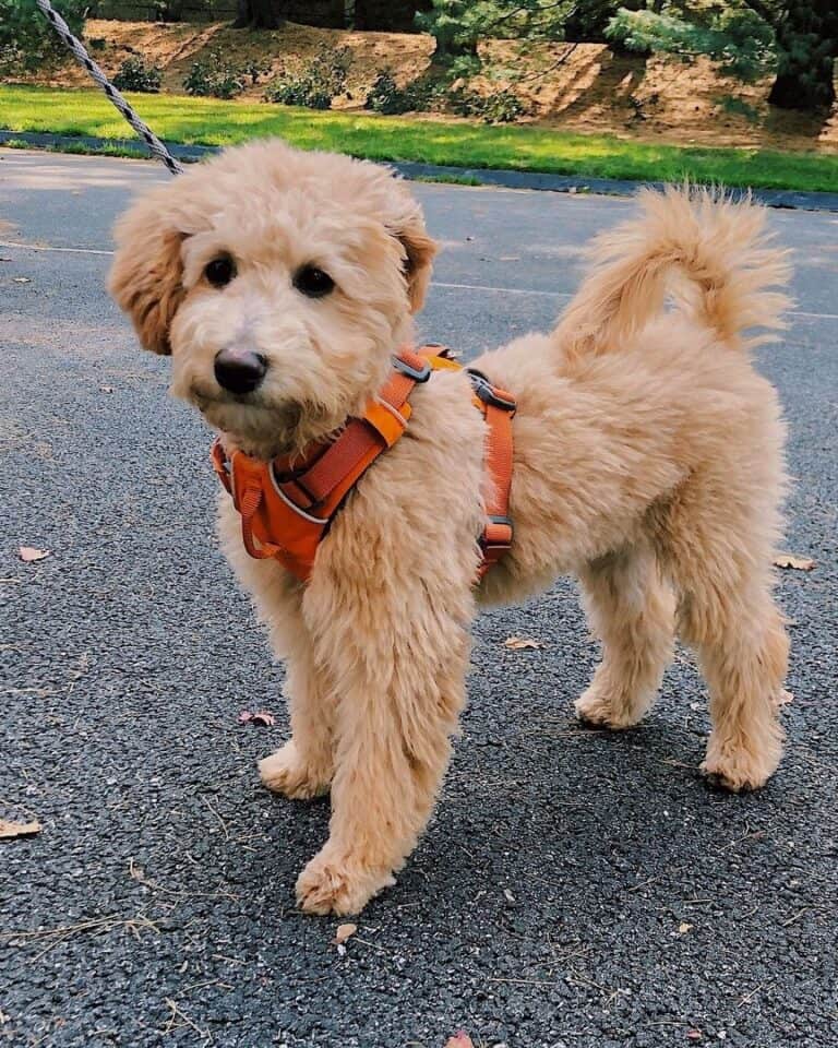Mini Whoodle (Wheaten Terrier & Miniature Poodle Mix) Info, Facts ...