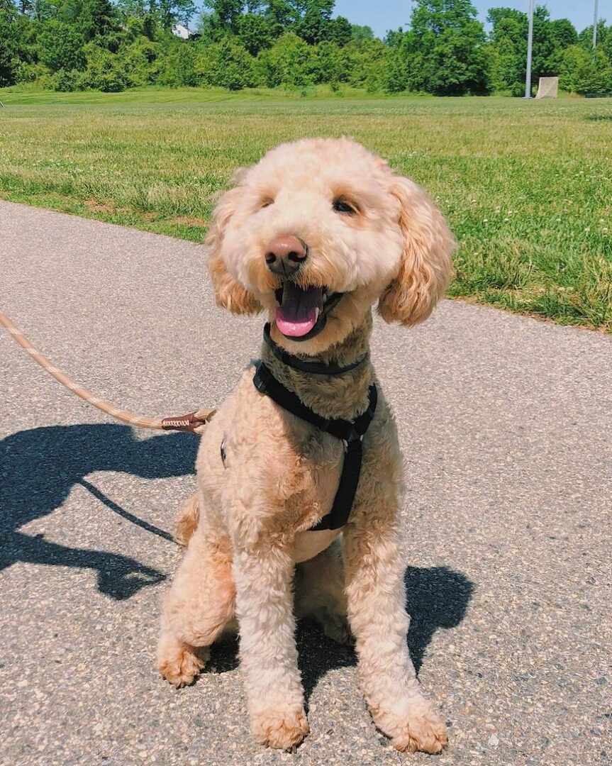 Mini Whoodle (Wheaten Terrier & Miniature Poodle Mix) Info, Facts ...