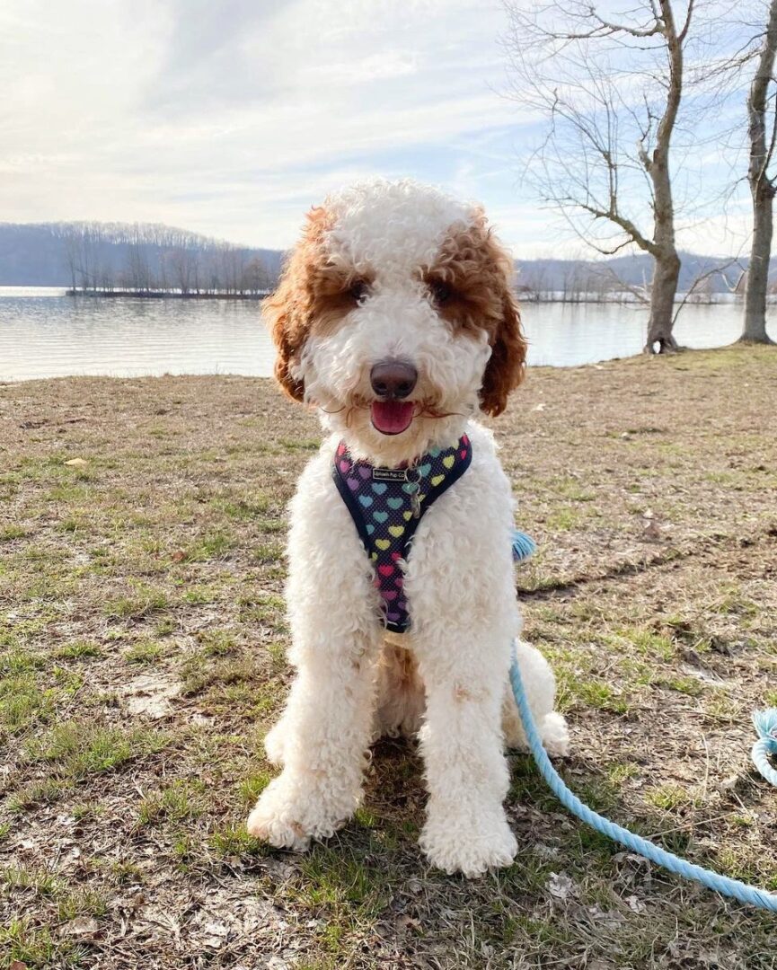 Parti Goldendoodle: Get to Know This Rare Doodle Pattern
