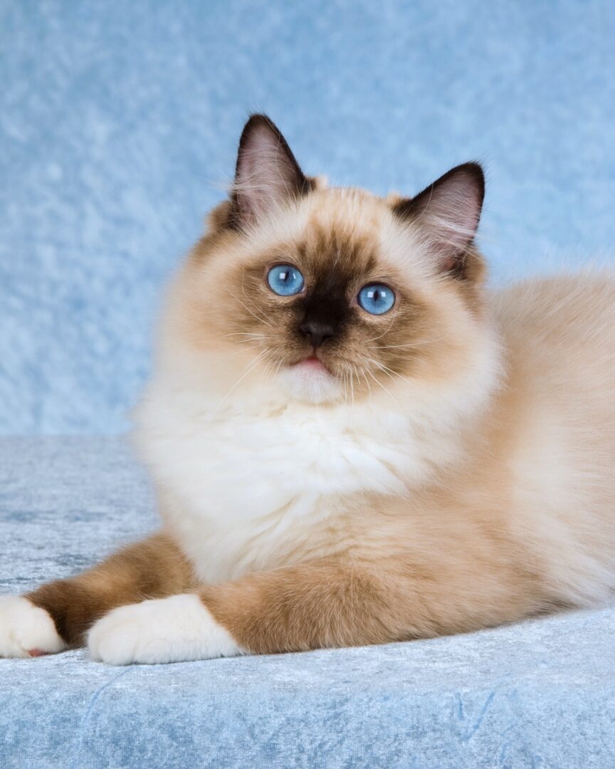 Seal Point Ragdoll Cat: Patterns, Genetics, Health & FAQs