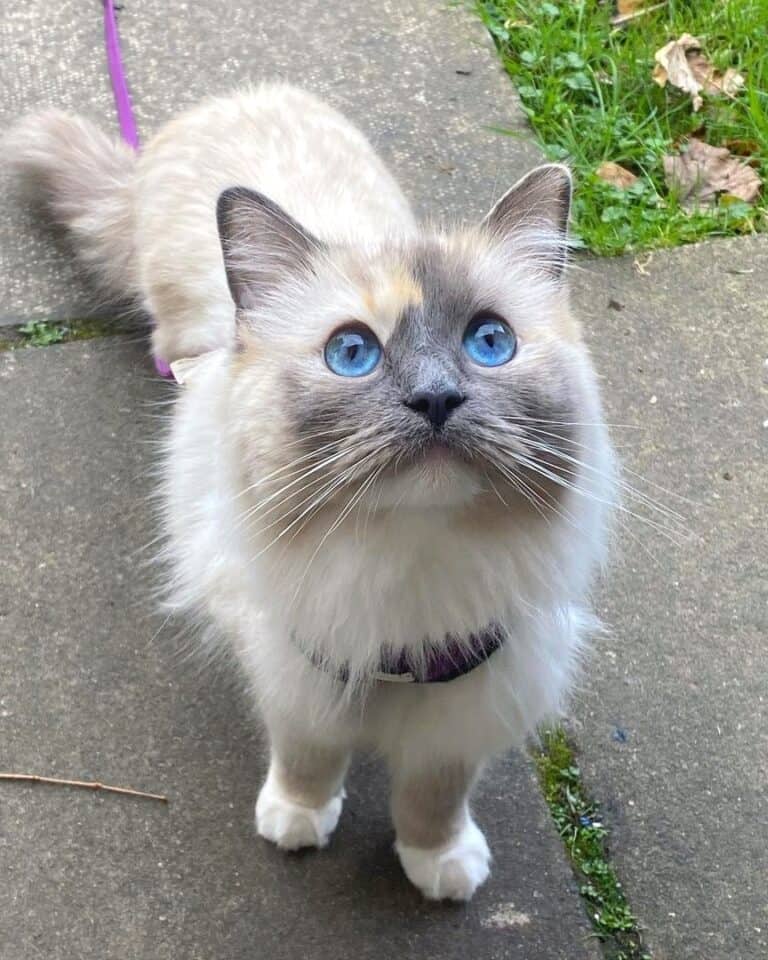 Seal Point Ragdoll Cat: Patterns, Genetics, Health & FAQs