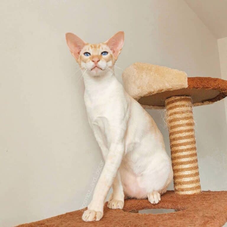 Flame Point Siamese Cat: Info, Facts, Traits, Pictures & FAQs