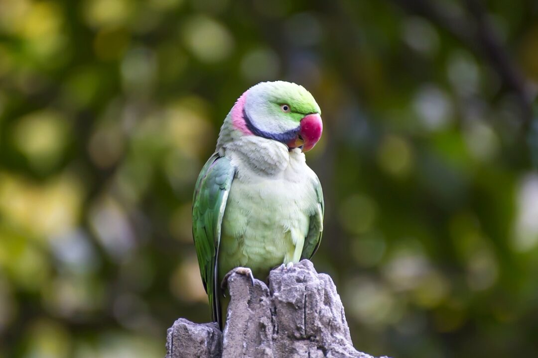 Parakeet Lifespan: How Long Do Parakeets Live on Average?