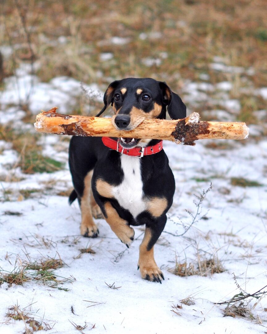 Long Haired Dachshund: The Rapunzel of Sausage Dogs (Info, Pictures, FAQs)