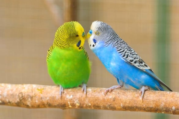 Parakeet Lifespan: How Long Do Parakeets Live on Average?