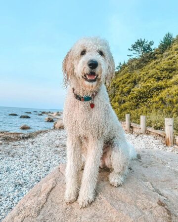 Parti Goldendoodle: Get to Know This Rare Doodle Pattern