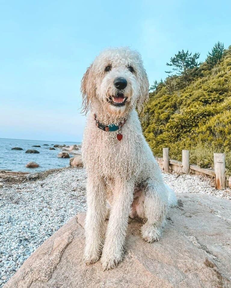 Parti Goldendoodle: Get to Know This Rare Doodle Pattern