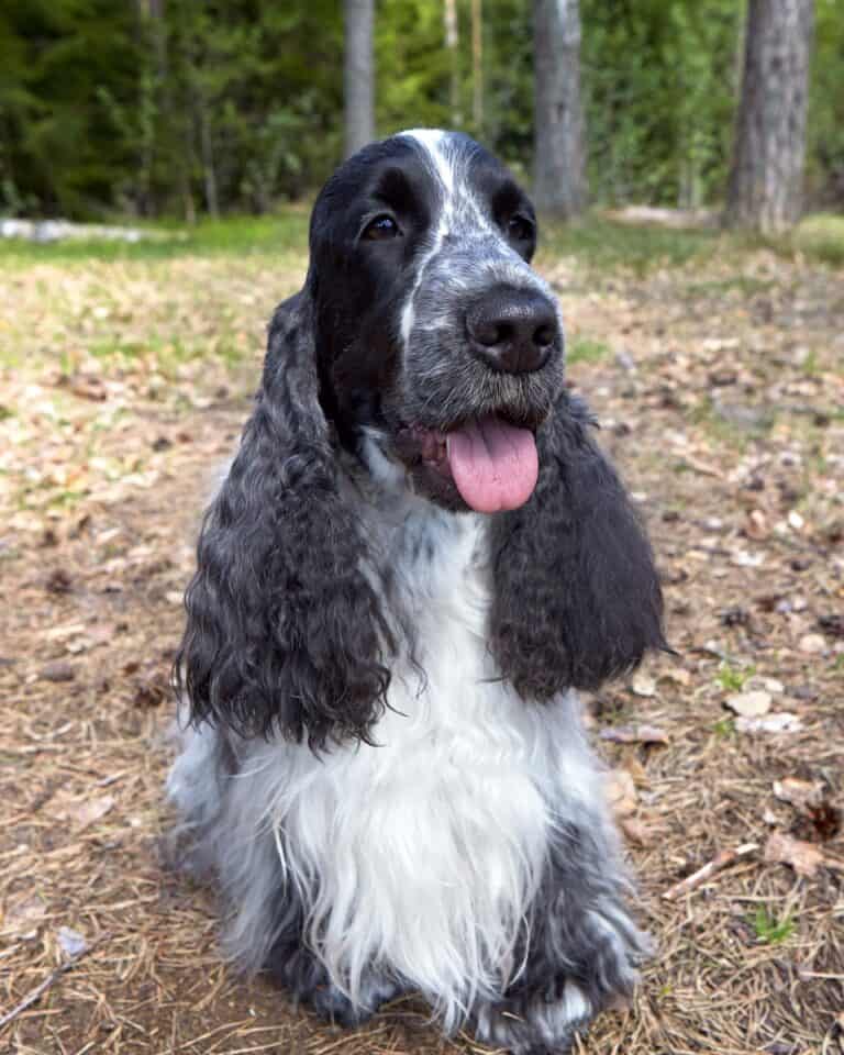 Black Cocker Spaniel: What Makes Their Black Coat Iconic?