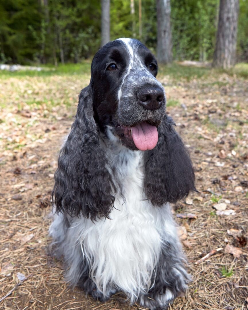 Black Cocker Spaniel: What Makes Their Black Coat Iconic?