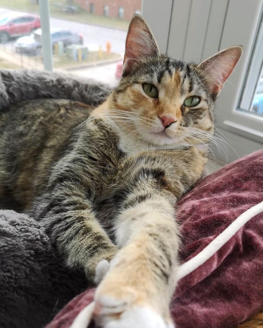 13 Amazing Facts About Grey Tabby Cats (With Pictures & FAQ)