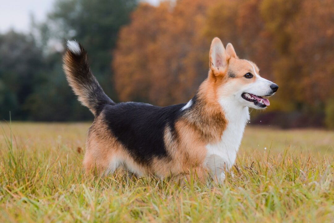 Do Corgis Have Tails? Why Do Some Corgis Have Long Tails?