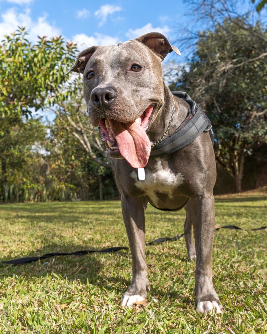 10 Best Pitbull Rescues for Adoption (2026): Our Top 10 Picks!