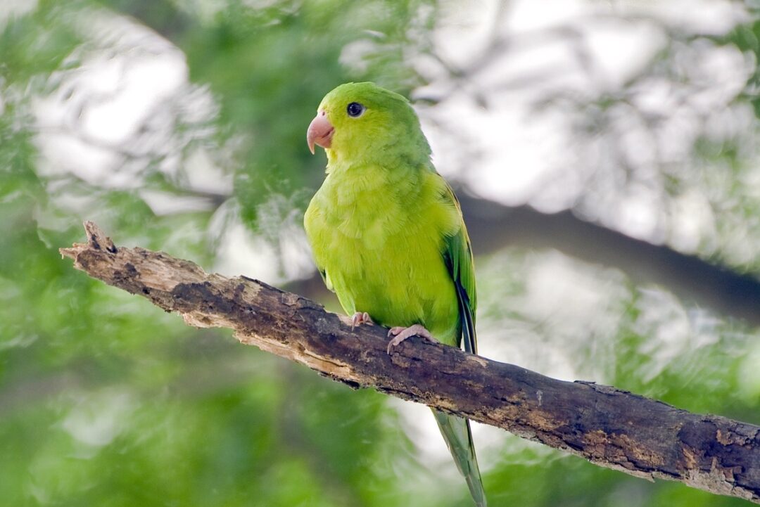 Parakeet Lifespan: How Long Do Parakeets Live on Average?