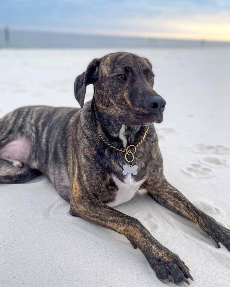 Lab Hound Mix: 8 Common Hound Dog Breeds Mixed With Labs