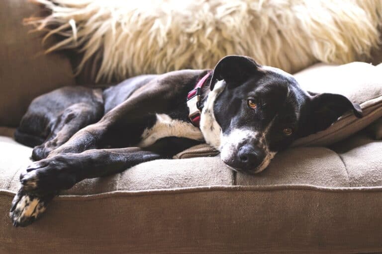 Pointer Pit (Pointer & Pitbull Mix) Info, Facts, Pictures, FAQs & More