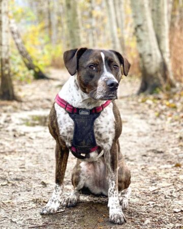 Pointer Pit (Pointer & Pitbull Mix) Info, Facts, Pictures, FAQs & More