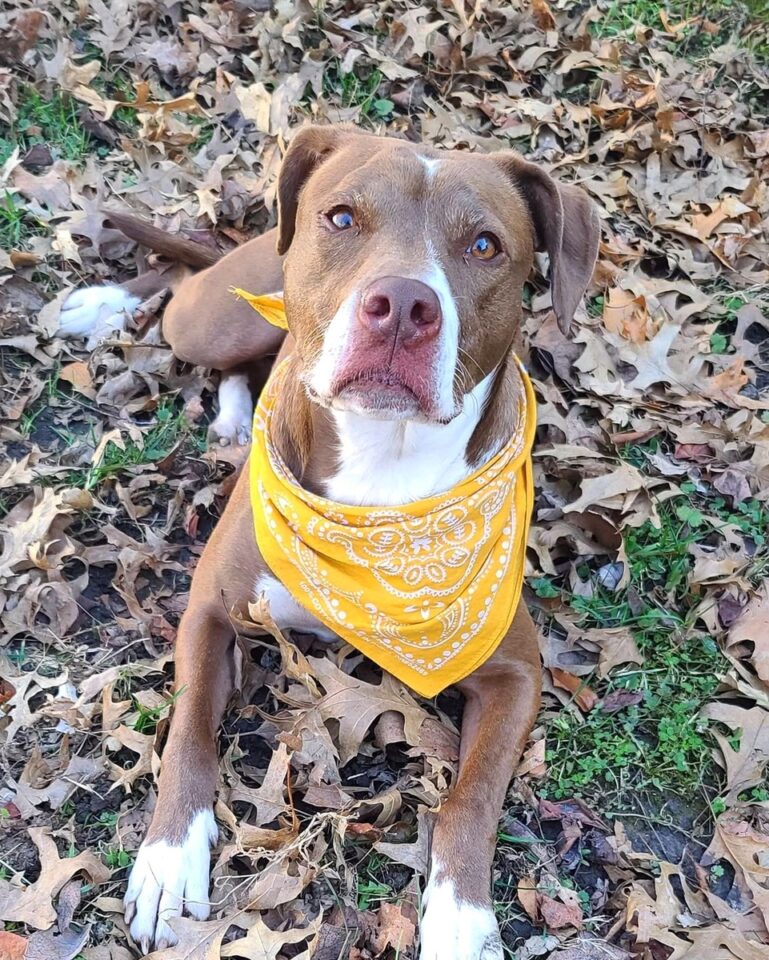 Pointer Pit (Pointer & Pitbull Mix) Info, Facts, Pictures, FAQs & More