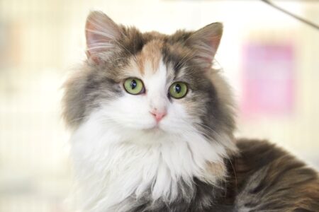 Dilute Calico Cat: What Makes Their Coat Aesthetically Muted?