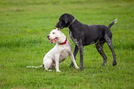 Pointer Pit (Pointer & Pitbull Mix) Info, Facts, Pictures, FAQs & More